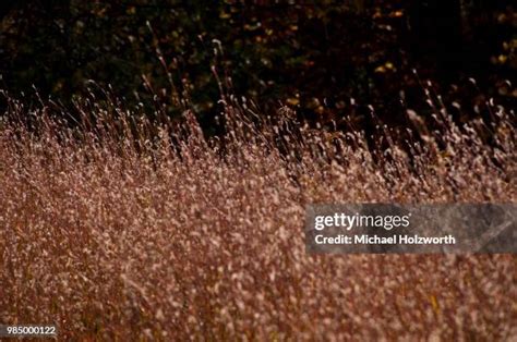 Tall Grass Pattern Photos And Premium High Res Pictures Getty Images