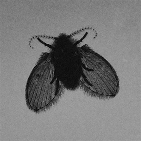 Small Fly Bugguide Net