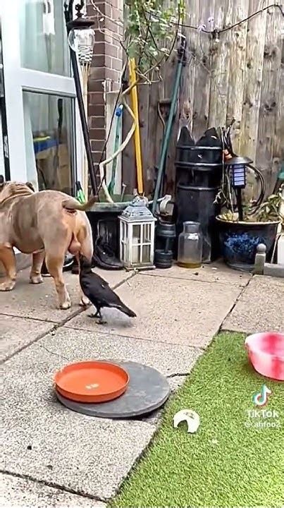 Pájaro Picón Picón 😂😂🙈 Youtube