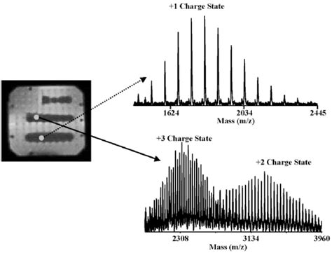 Esi Tof Mass Spectra Of Excised Samples From The Sample Matrix Download Scientific Diagram