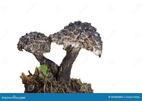 Strobilomyces Strobilaceus Old Man Of The Woods On White Background