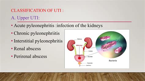 Urinary Tract Infections Uti Pptx Slide Share Pptx
