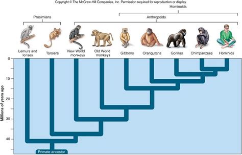Simple Primate Phylogeny