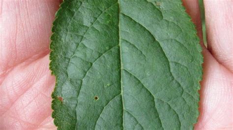 Cherry Plum Tree Guide Uk Cherry Plum Identification