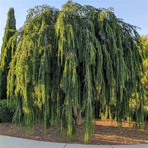 12 Stunning Weeping Evergreen Trees That Thrive In Any Garden