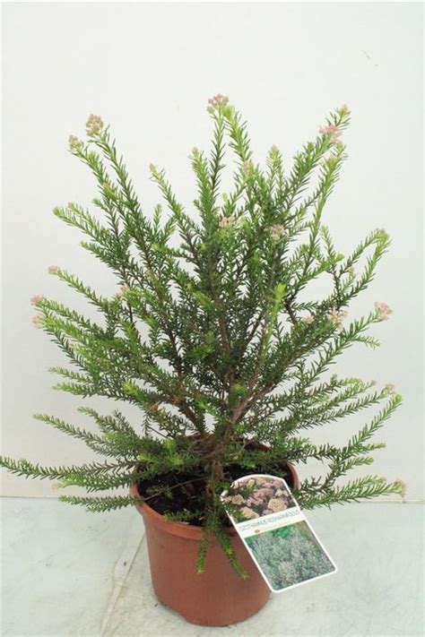 Ozothamnus Rosmarinifolius — Plant Wholesale Floraccess