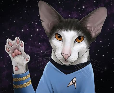 Who Wore It Better Trek Cats Edition Katzen Pfoten Katzenpfoten