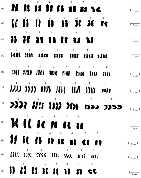 Polyploid Karyotype