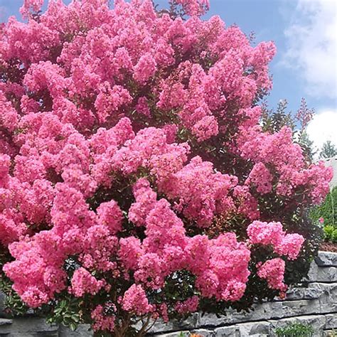 Qauzuy Garden 35 Semillas De Crepé De Reina Gigante Rosa Orgullo De La