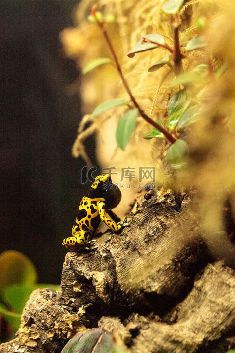 大黄蜂箭毒蛙 Dendrobates Leucomelas高清摄影大图 千库网