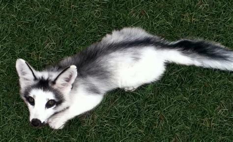 Marble Fox Facts Habitat And Behavior Discover Now