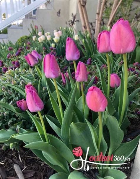 Ý Nghĩa Hoa Tulip Tím Trong Tình Yêu Chân Thành
