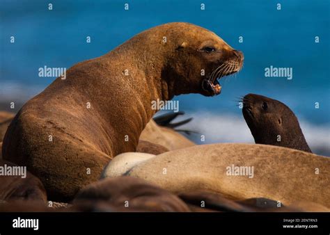 Sea Lions In Breeding Colony Peninsula Valdes Patagonia Argentina