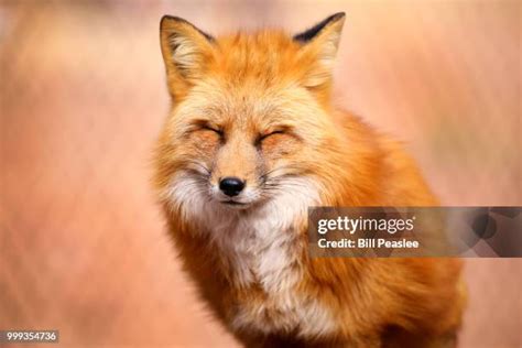 Red Fox Hunting Photos And Premium High Res Pictures Getty Images