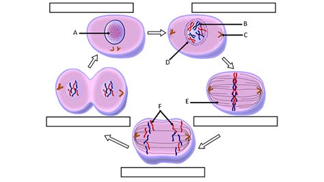 39 Blank Cell Cycle Diagram