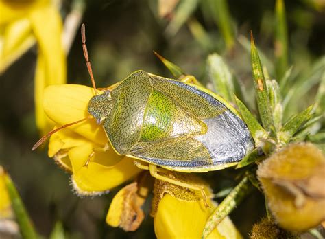 Gorse Shieldbug Piezodorus Lituratus By Tonymat1 Ephotozine