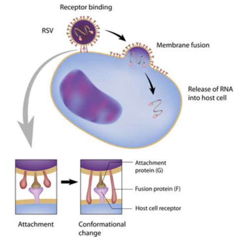 What Every Pharmacist Needs To Know About Rsv Prevention — Tldr Pharmacy
