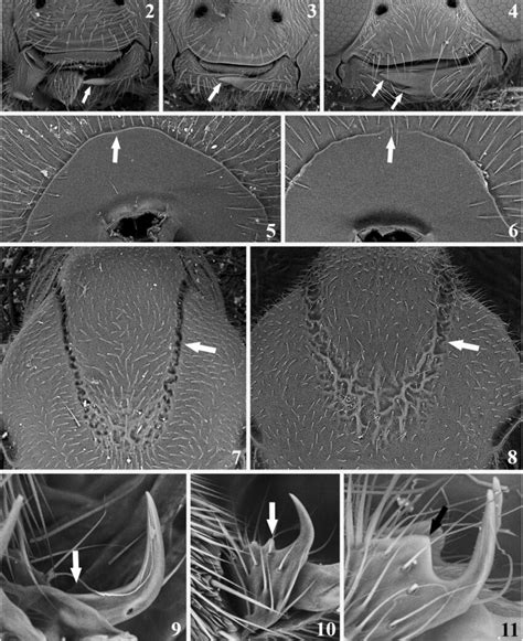 Morphological Characters Arrows On 24 Indicate The Mandibles Teeth