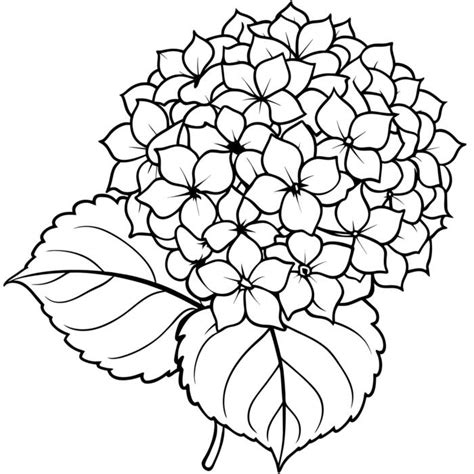 Hydrangea Outline Vector Art Icons And Graphics For Free Download
