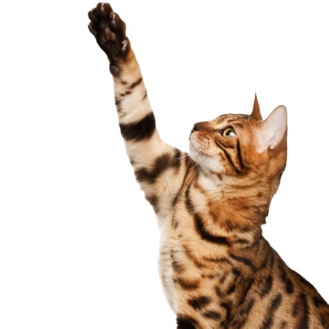 Cuterebra Infestation In Pets