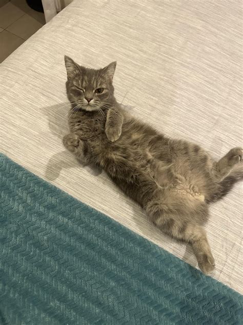 Look At My Cat Winking At You Guys Rcats