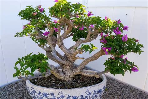 Bougainvillea Bonsai Training Care And More Gardenine