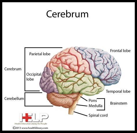Cerebrum Cerebrum Diagram Cerebrum Anatomy Notes The Brain