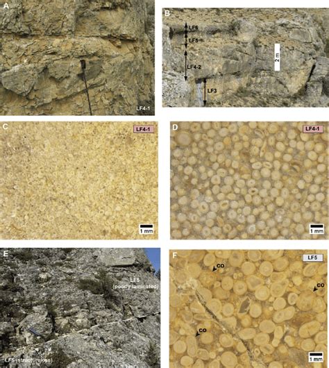 Oolitic Quartz At Jackson Ribush Blog