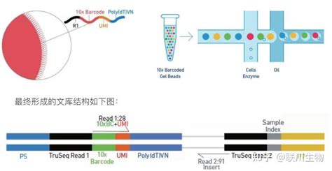 单细胞测序分析流程解析 知乎