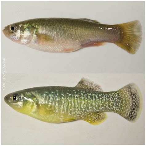 Mummichog Booker T Washington Marine Science