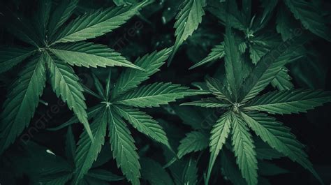 Cool Weed Leaf Backgrounds