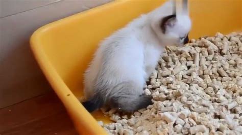 小奶猫在猫砂盆里，自己便便自己刨砂掩埋，真是太可爱了！ 腾讯视频