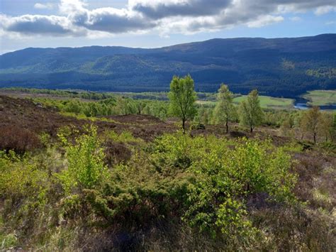 Highland Juniper Forest Given Special European Status Stv News