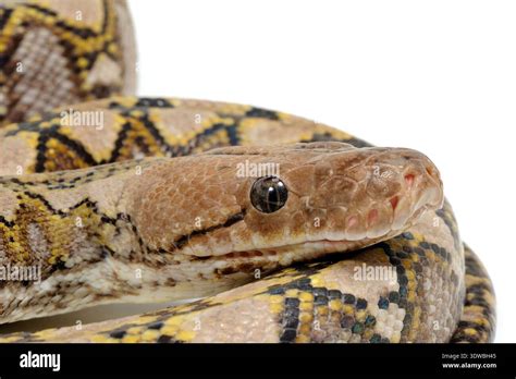 Reticulated Python Malayopython Reticulatus On White Background