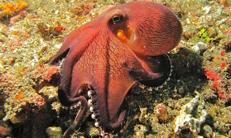 What Do Giant Pacific Octopus Eat