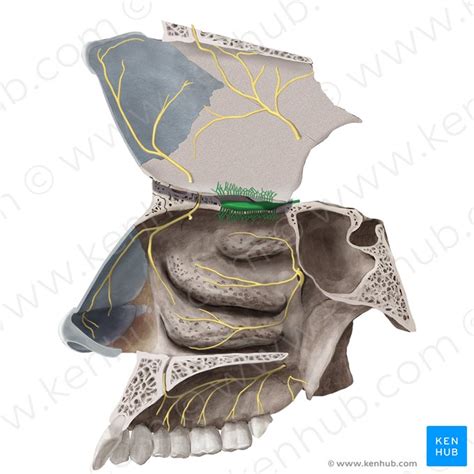 Skull Foramina Fissures And Contents Kenhub
