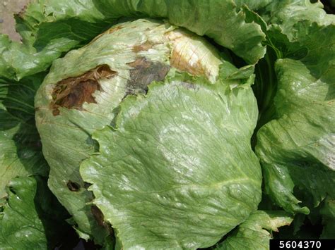 Bacterial Soft Rot Pectobacterium Carotovorum Ssp Carotovorum Jones