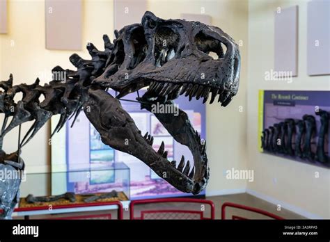 Cast Of The Skull Of An Allosaurus Dinosaur On Display In The Visitors