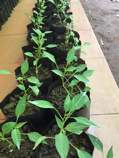 Roots Plants Nursery Ceylon Pages