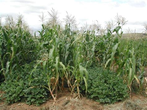 Pros And Cons Of Intercropping In Agriculture What Is Green Living