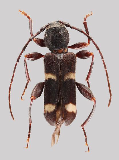 Phymatodes Varius Bugguidenet