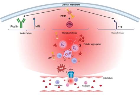 Ptx3 In Hd Ptx3 Is Overexpressed In Ckd Circulating Ptx3 Interacts