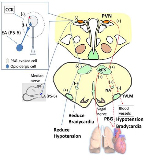 Frontiers Neurogenic Hypotension And Bradycardia Modulated By Electroacupuncture In