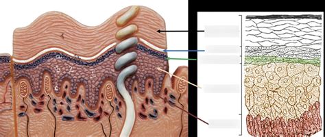 Epidermis Layers Diagram Quizlet
