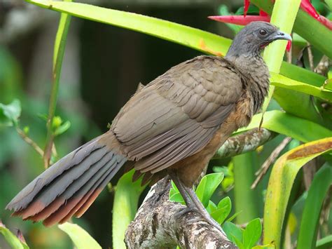 Guacharaca Ebird