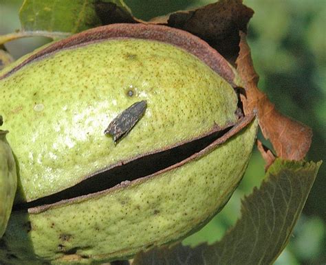 What Are The Worms In Pecan Trees At Margaret Suarez Blog