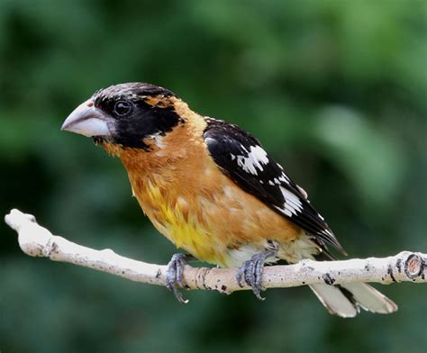 Black Headed Grosbeak
