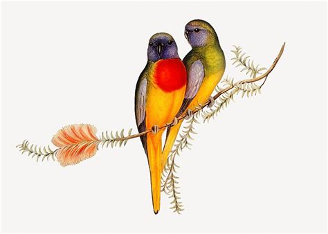 Splendid Grass Parakeet Euphema Splendida Illustrated Free Photo