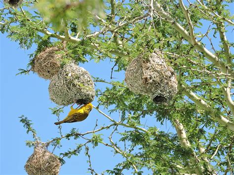 Nido De Pájaro Colgado Ramas De Los árboles Pájaro Gorrión Nido