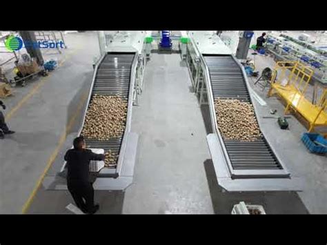 Gran Capacidad Línea De Lavado Y Clasificado De Papas Máquina